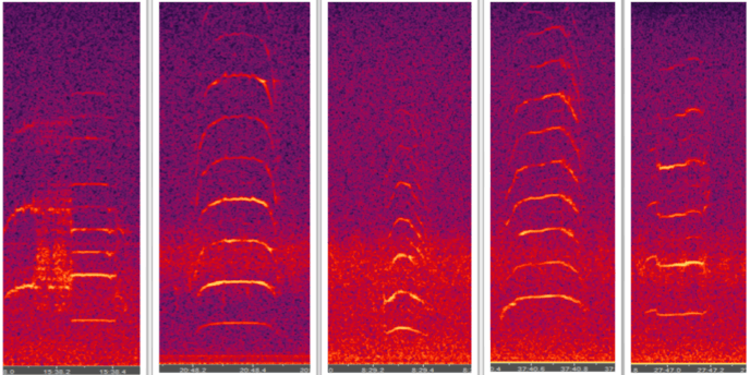 Zooniverse Workflow 1 Practice | Cetalingua Project