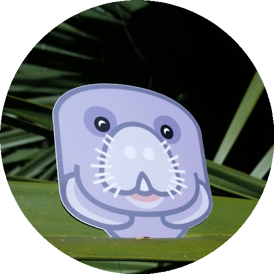 Manatee Chat Magnet | Cetalingua Project