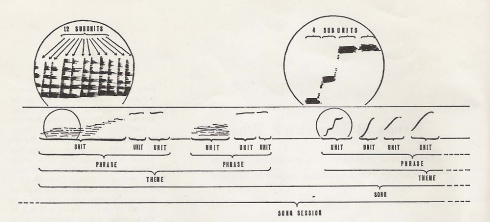 Whale Chat | Cetalingua Project
