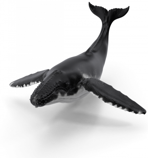 Participate | Cetalingua Project