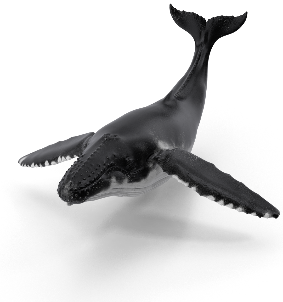 Participate | Cetalingua Project