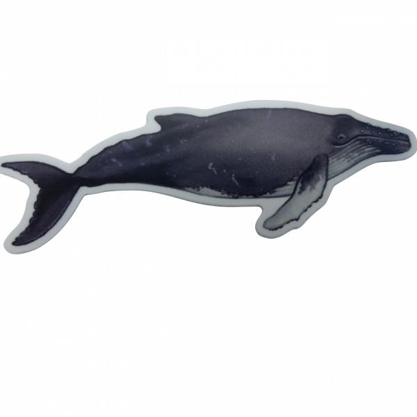 Humpback Whale Sticker | Cetalingua Project