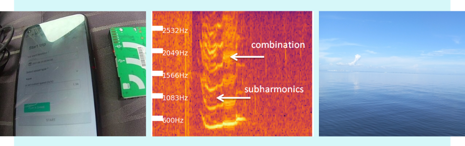 The Benefits of Becoming a Citizen Scientist in Decoding Marine Mammal Communication ...