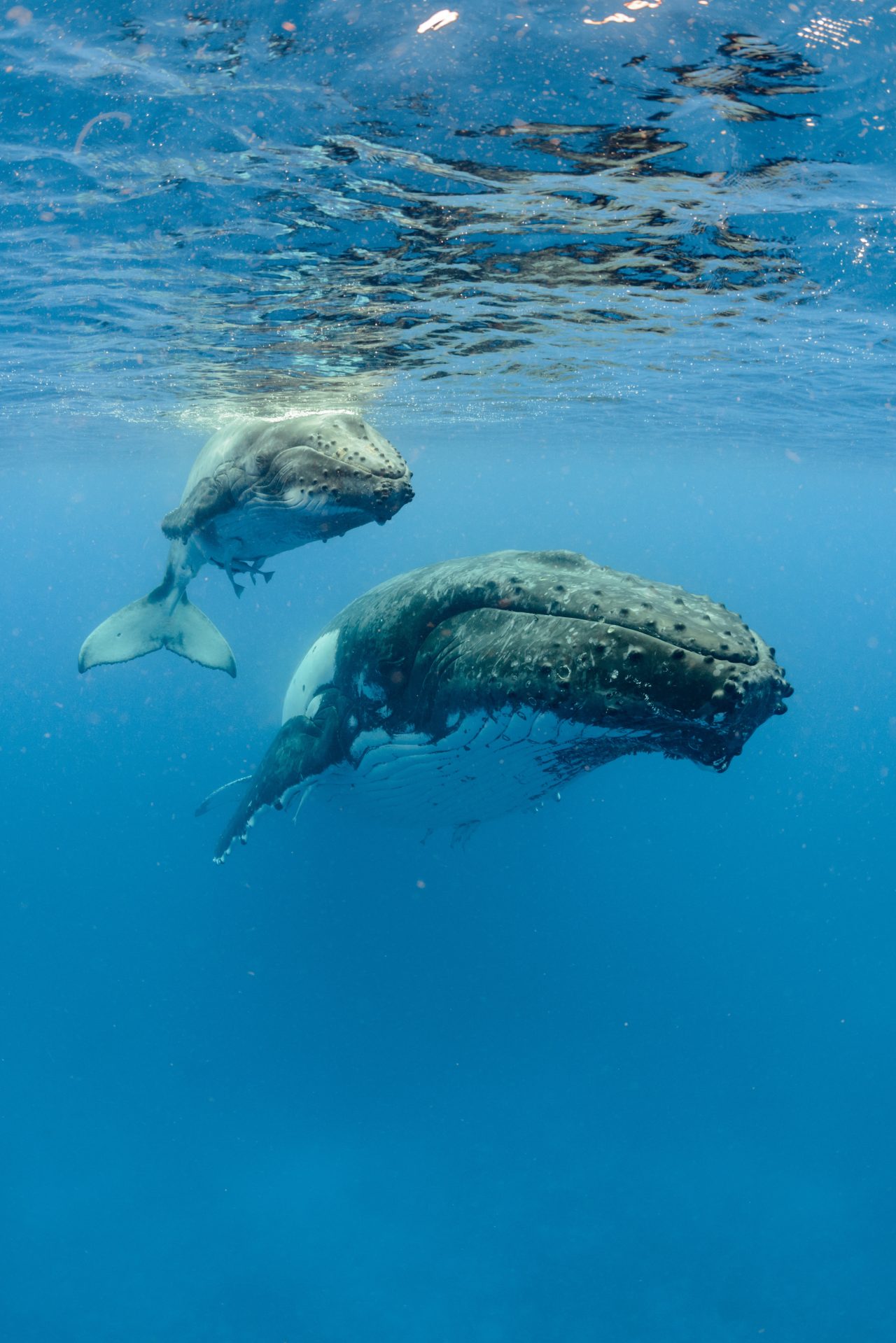 Research | Cetalingua Project