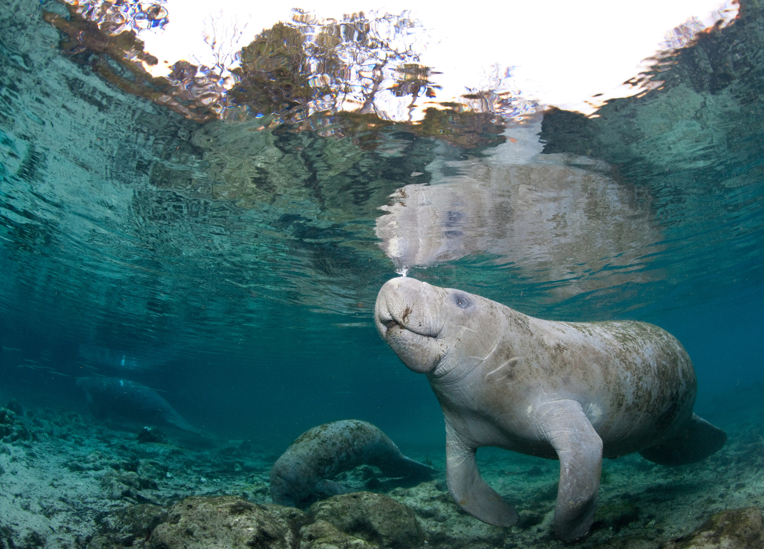 Manatee Chat | Cetalingua Project