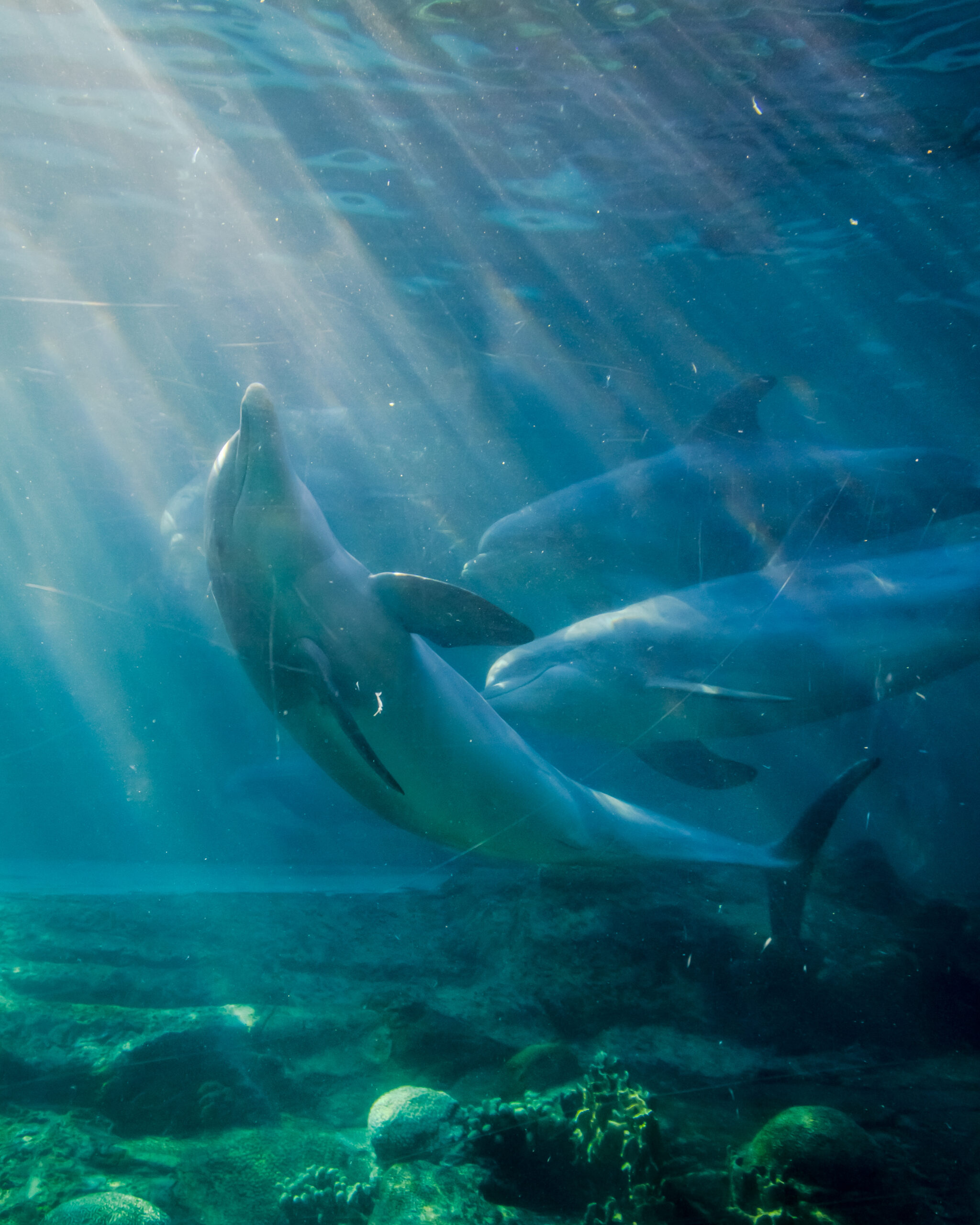 Dolphin Chat | Cetalingua Project